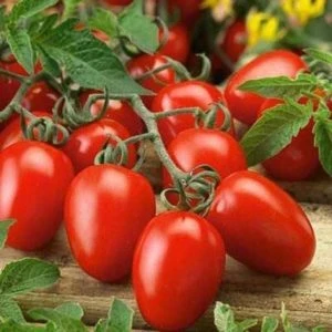 Seminte de Legume de Calitate - Rosii, Ardei, Castraveti, Flori si Altele