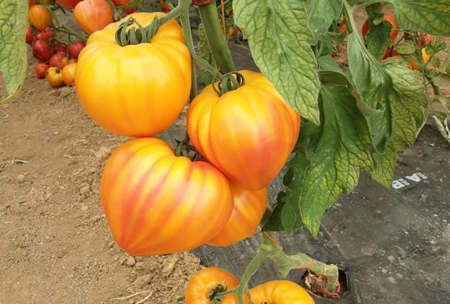 Roșii Gourmansun F1 – 5 semințe, tip ananas galben, Seklos