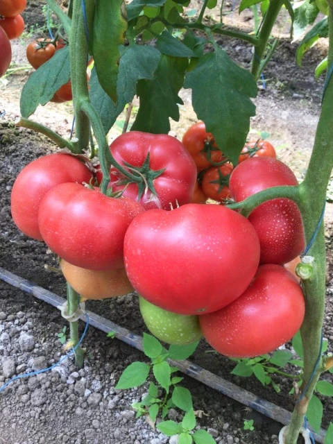 Rosii Ponderosa Seklos – gigant roz, rotunde, 30 seminte