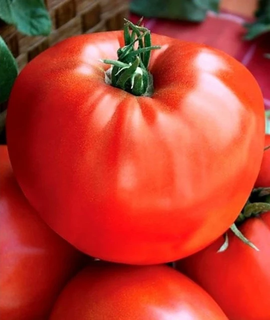 Medelina (60 seminte), rosii bulgaresti nedeterminate, tip gigant ...