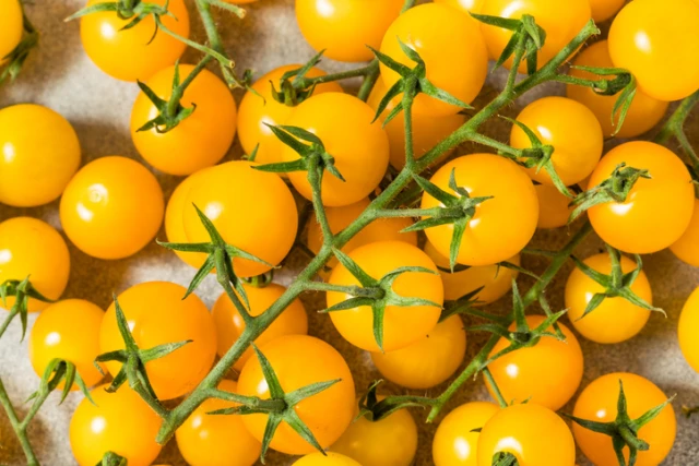 Cherry Portocalii - Seminte Rosii Soi semitimpuriu, 0.2 gr