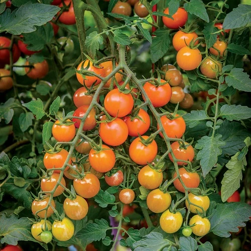 Cherry Portocalii - Seminte Rosii Soi semitimpuriu, 0.2 gr