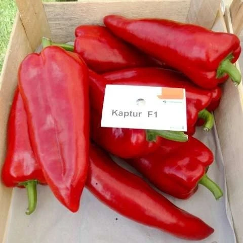Kaptur F1 - 20 Seminte ardei capia timpuriu, fructe mari si carnoase ...